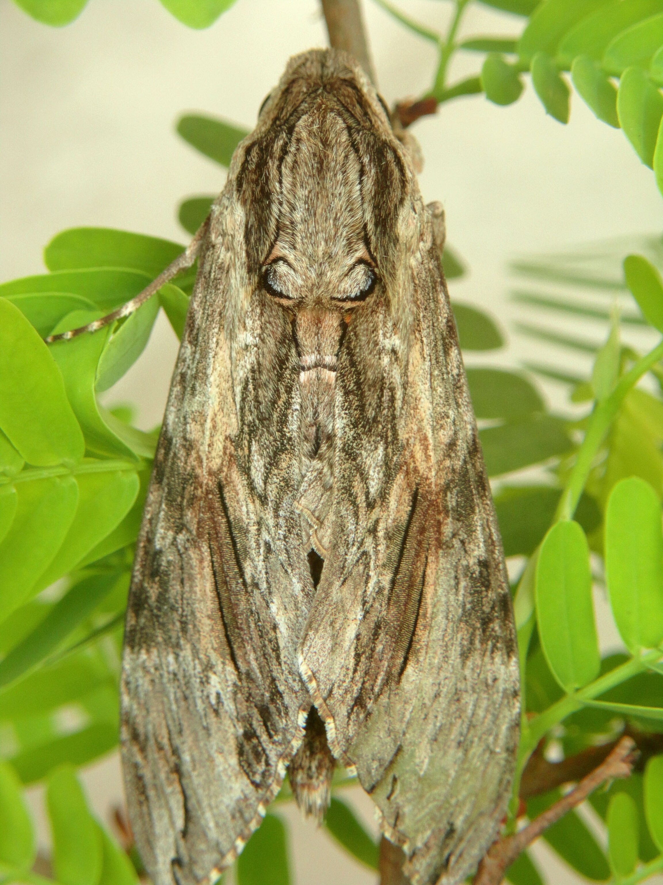 Masters of Deception: 5 Two-Faced Species