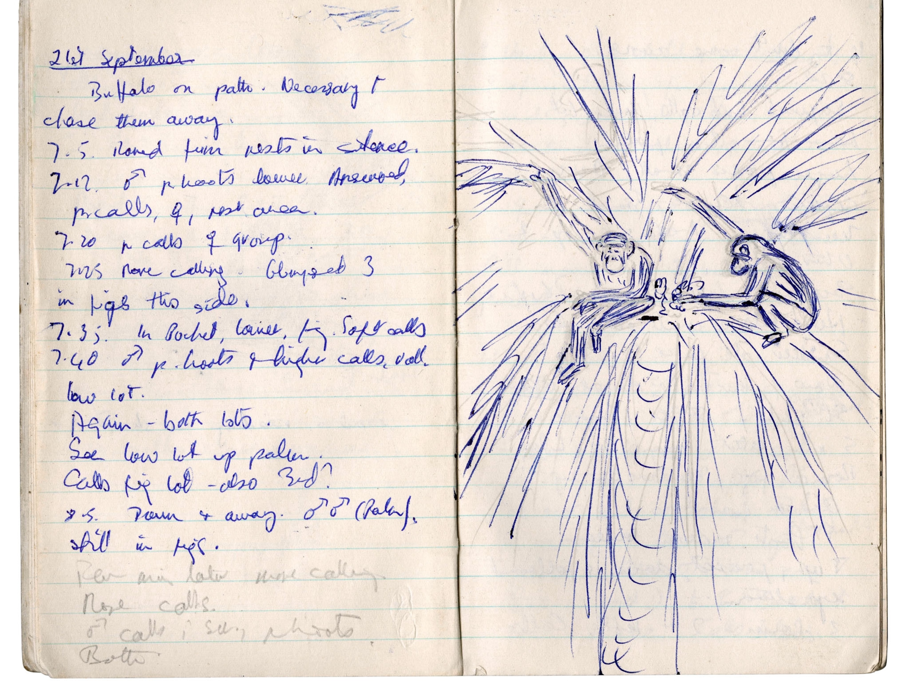 How Jane Goodall Changed What We Know About Chimps