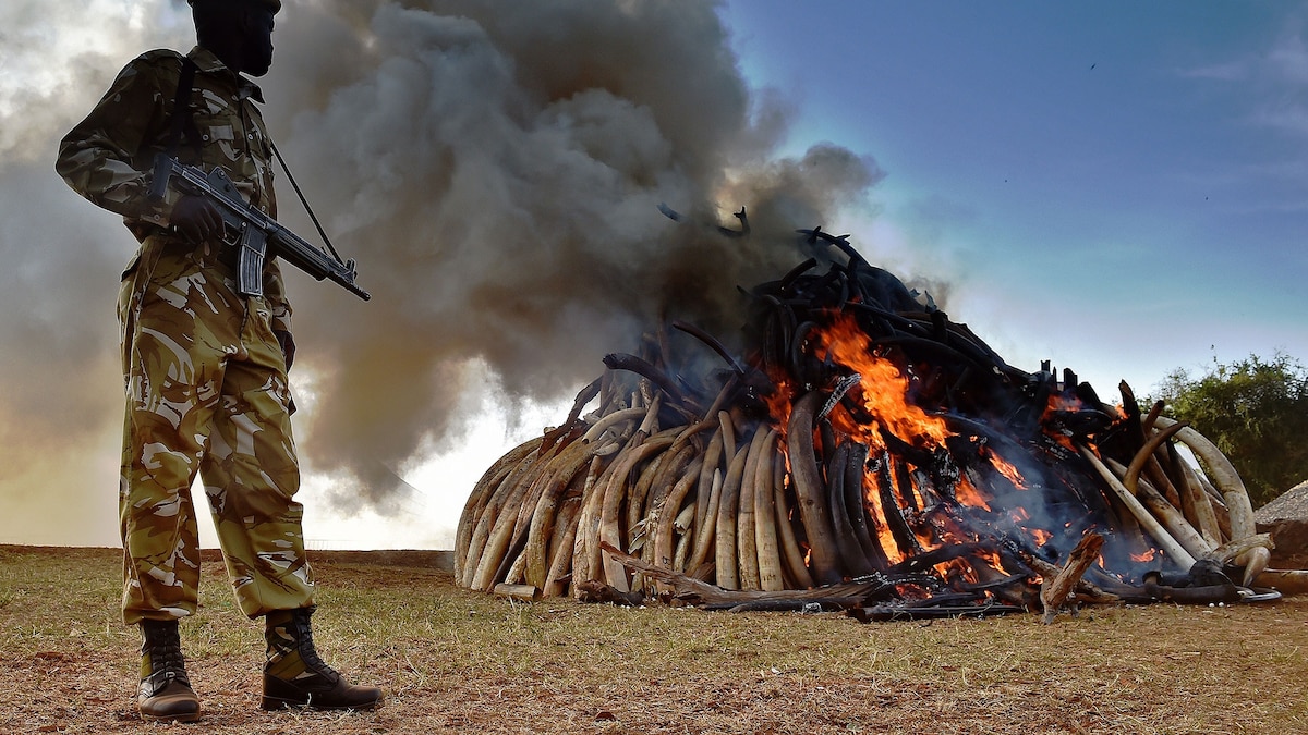 Will 2016 Be a Breakthrough in the Fight to Save Elephants? | National ...
