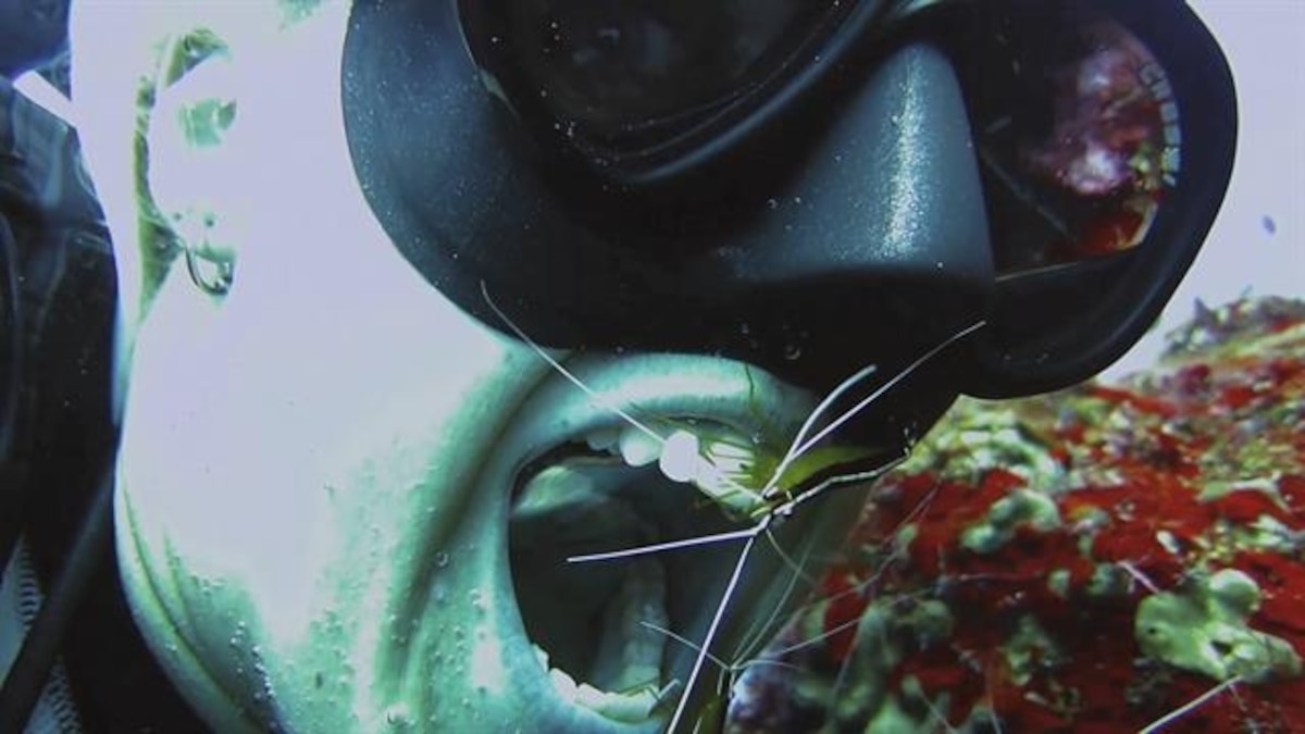 Watch a Cleaner Shrimp Play Dentist To a Scuba Diver | National Geographic