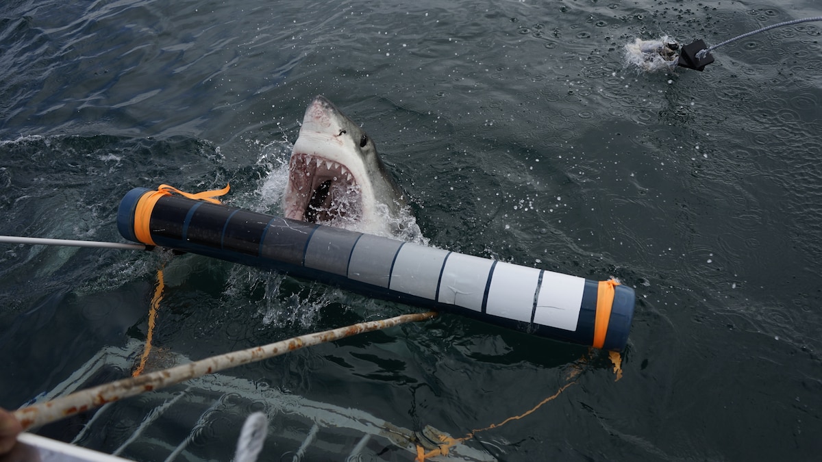 Episode 1: How sharks devoured my career | National Geographic