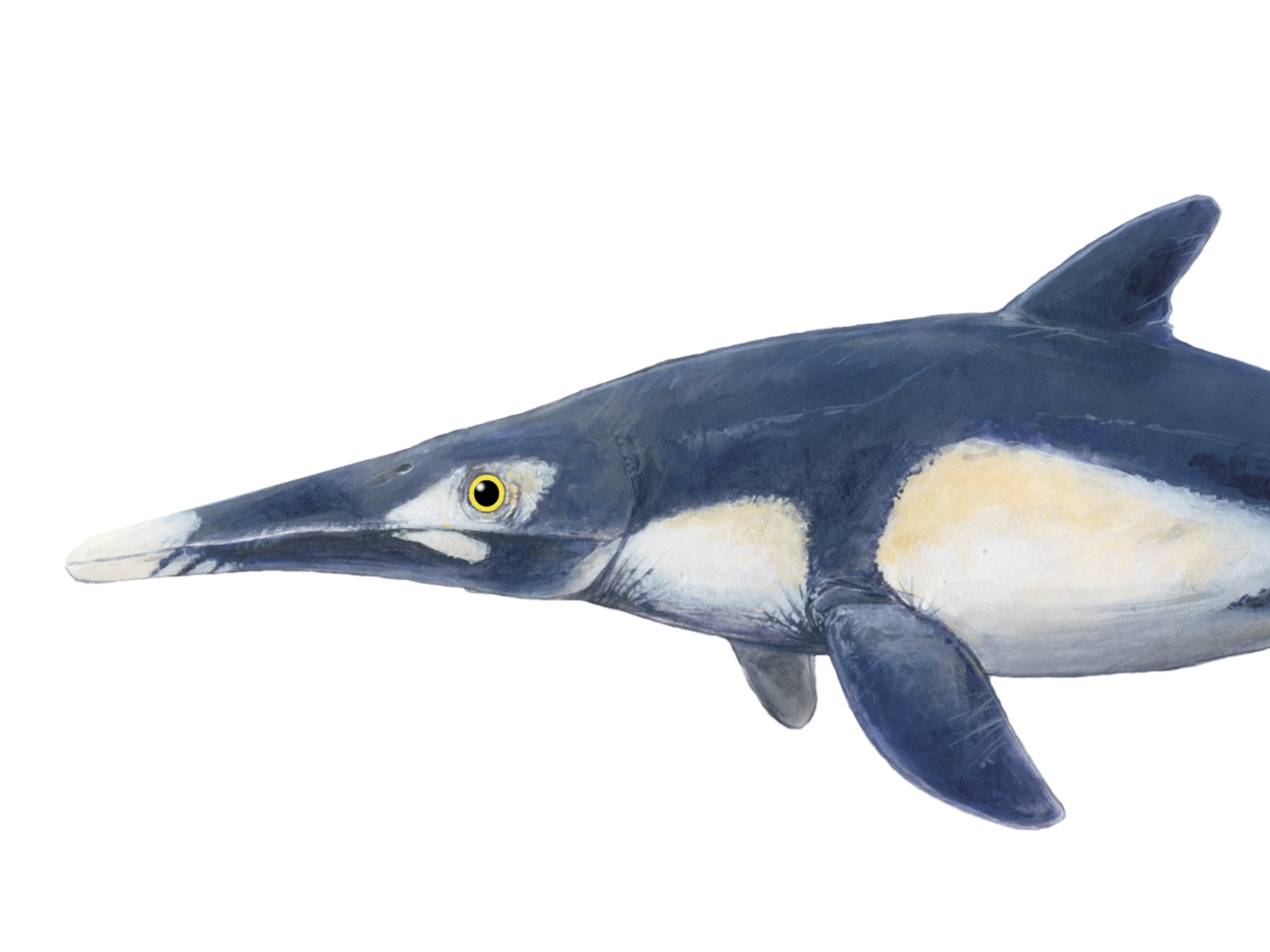 Stunning Jurassic 'Sea Monster' Found in India