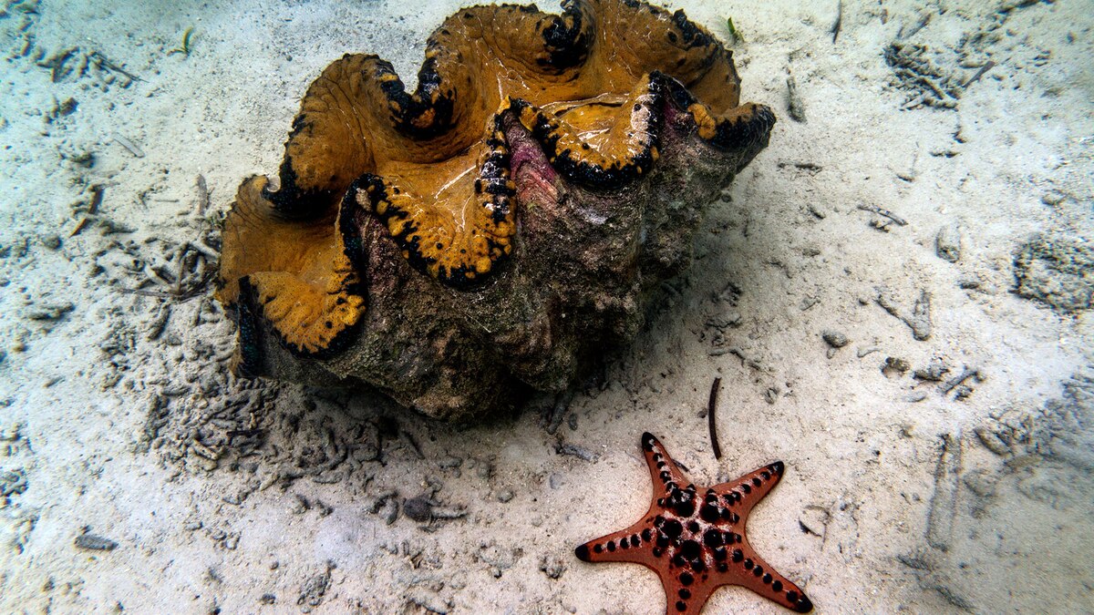 Crackdown Could Help End Giant Clam Poaching in Critical Reefs ...