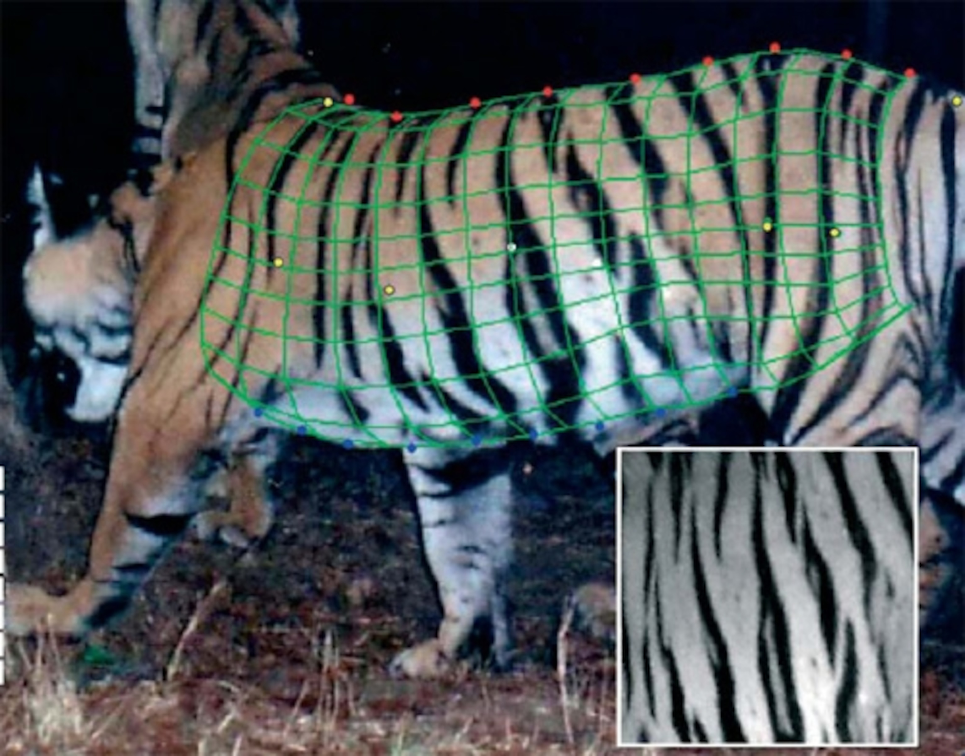 Photo-recognition software catches tigers by their stripes | National ...