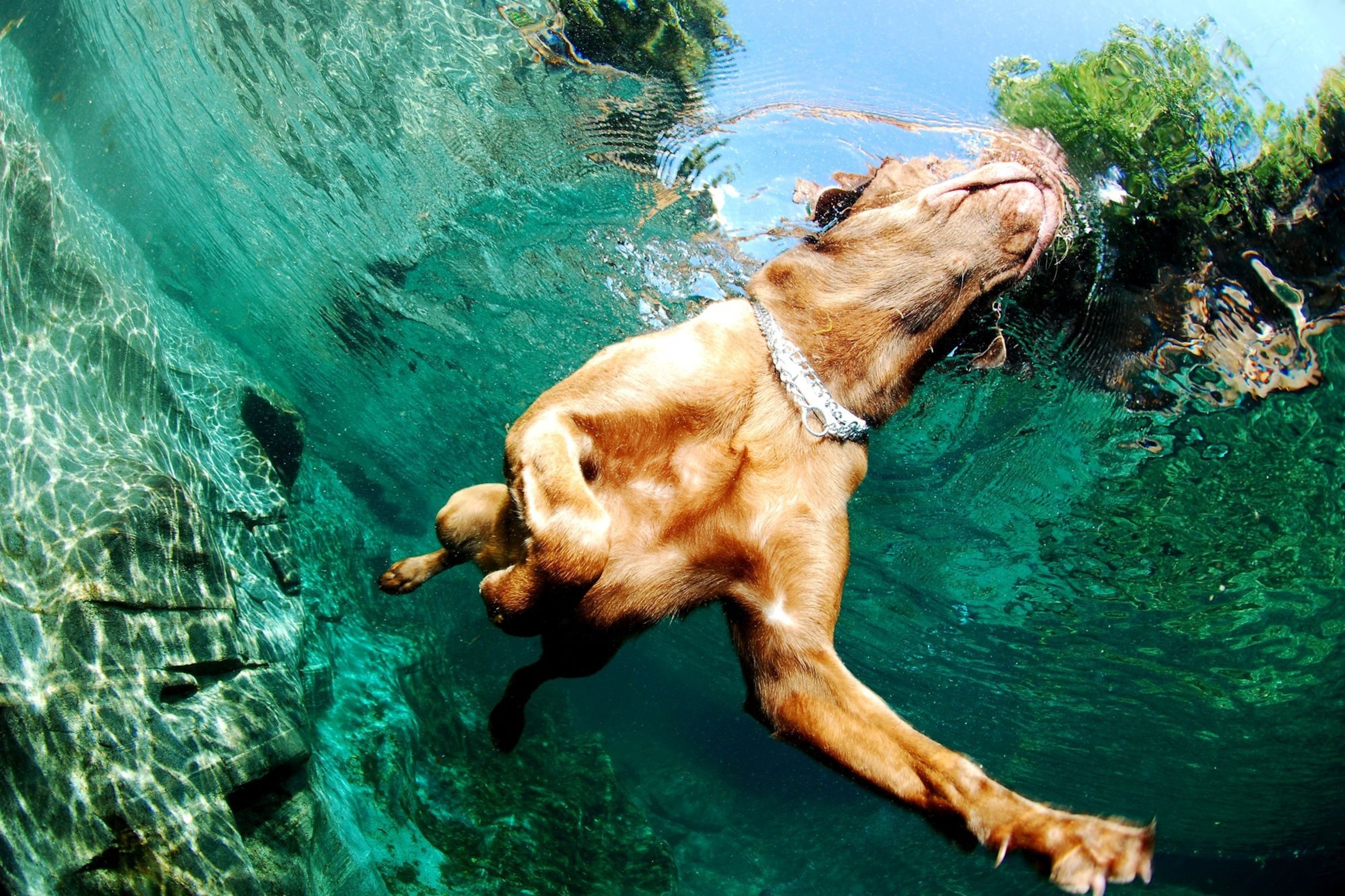 Photos of dogs adventuring and hiking around the world