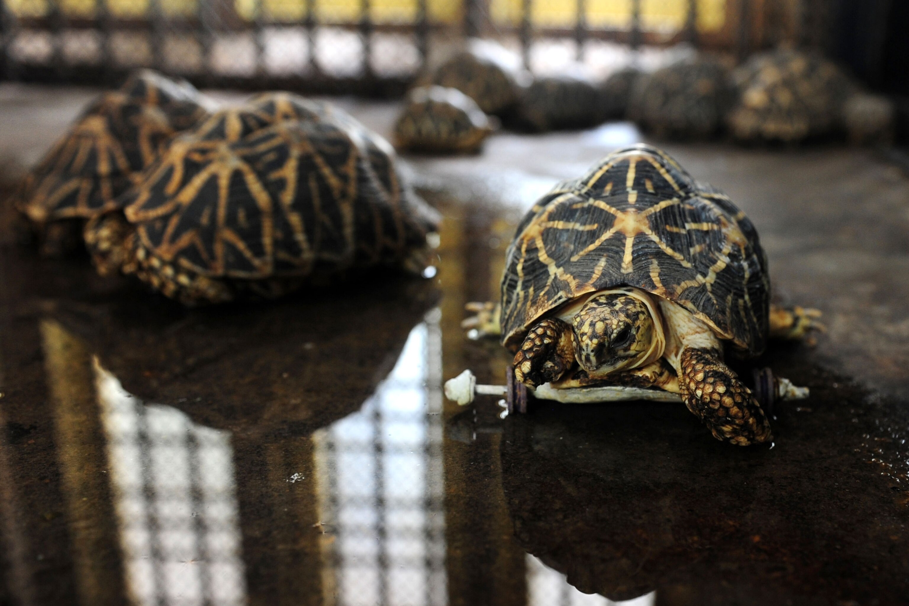 Amputee Tortoise Gets Moving With Wheels