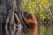 Nature Photographer Of The Year 44 Breathtaking Photos Of Wild Animals
