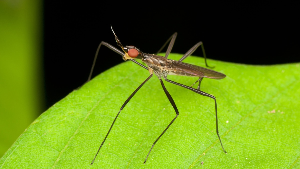 Why Semen May Be Good For You (If You're a Fly) | National Geographic