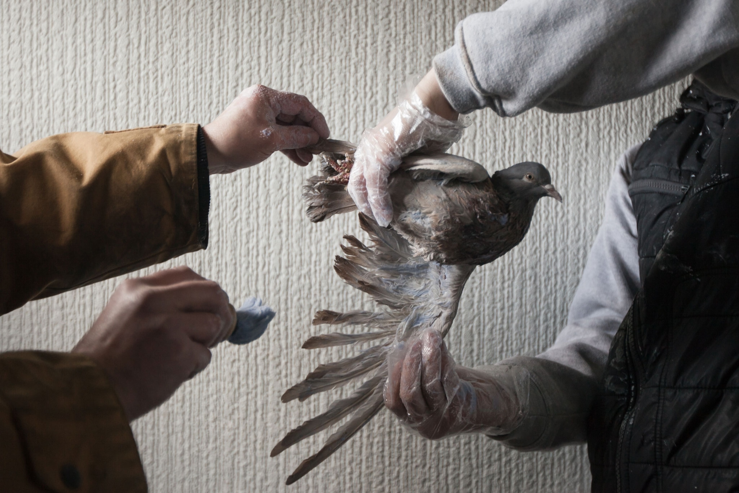 Inside the Quirky World of Competitive Pigeon Seduction