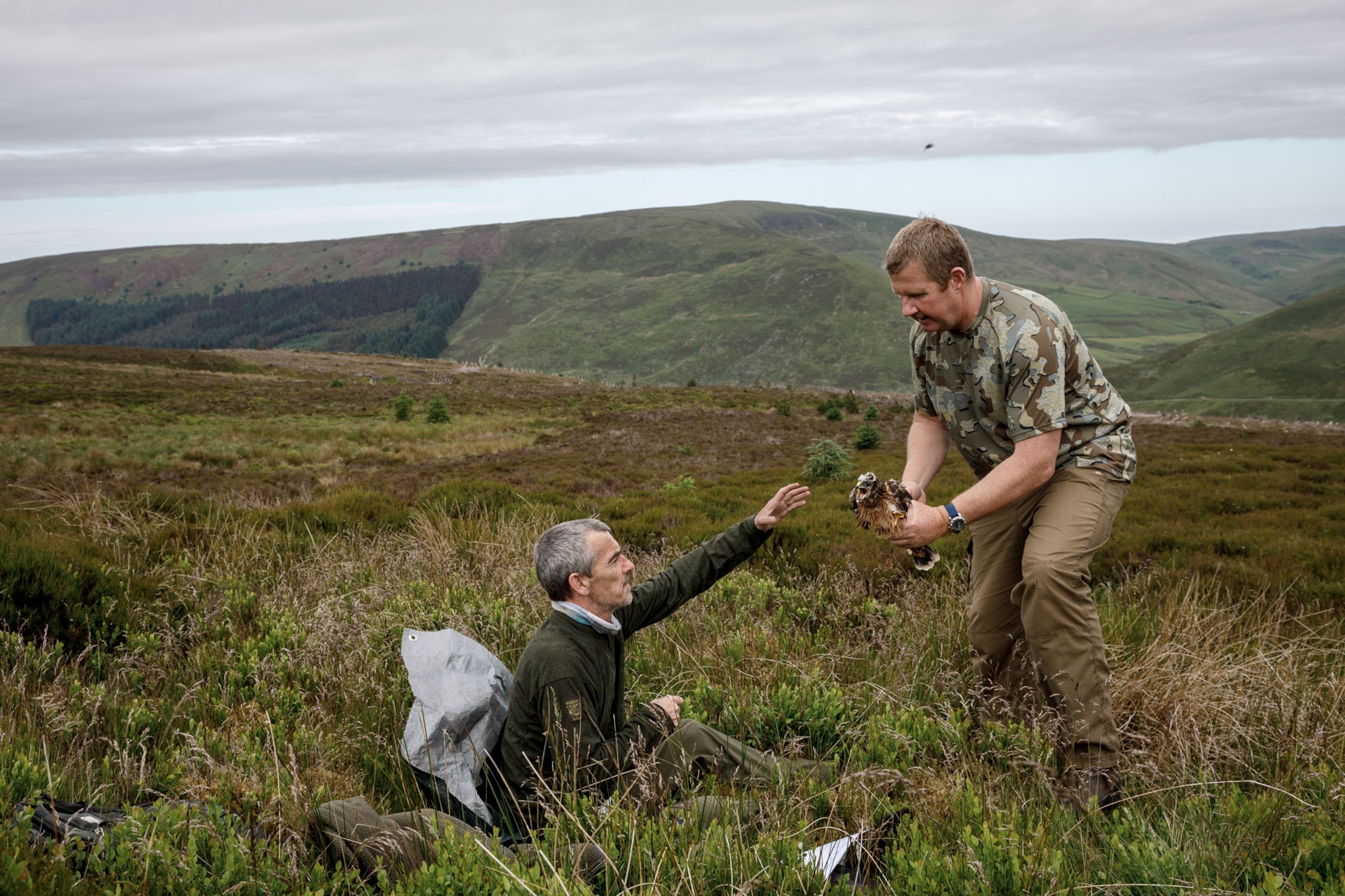 Reports of raptor killings soared during the U.K.'s lockdown