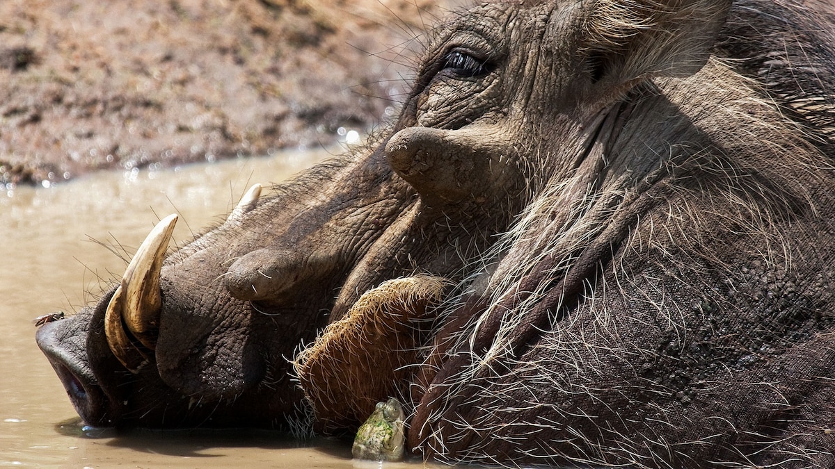 Turtles Groom Warthog in Never-Before-Seen Behavior | National Geographic