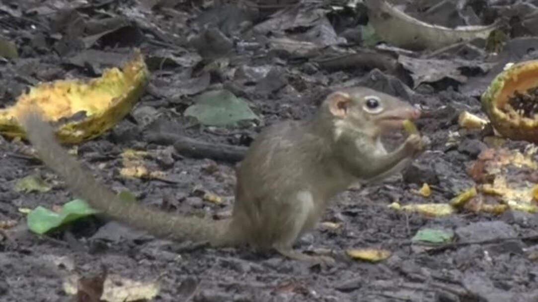 Tree Shrews Habitats
