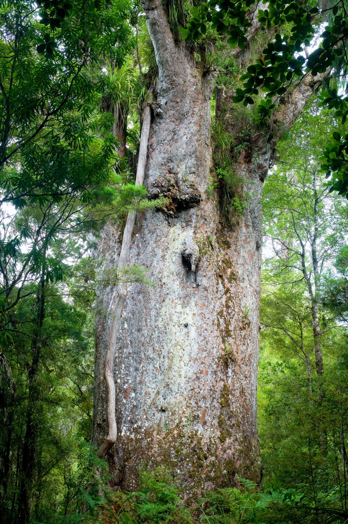 Fellowship of the Tree Rings