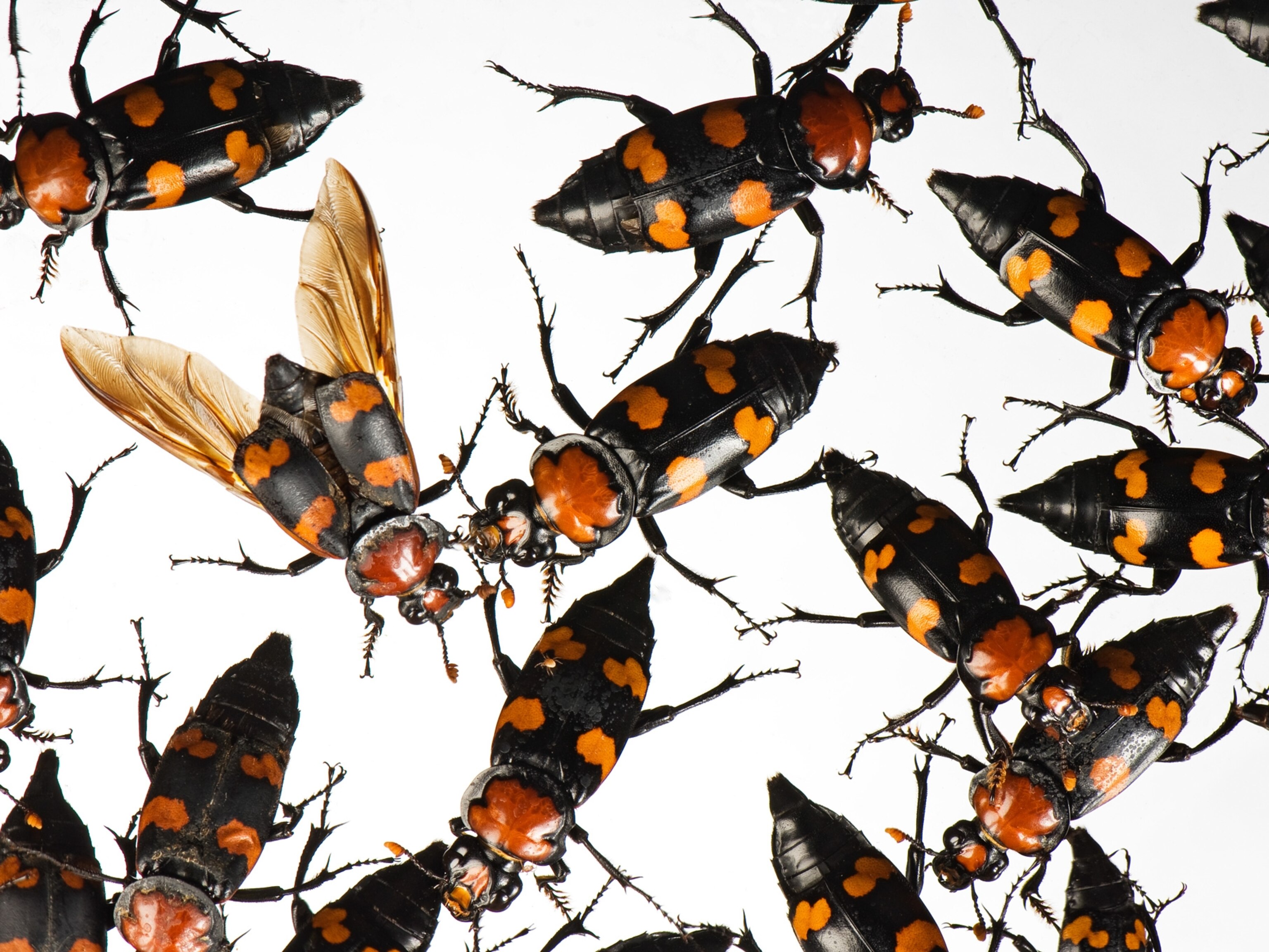 Found: New Beetle Collected by Darwin 180 Years Ago