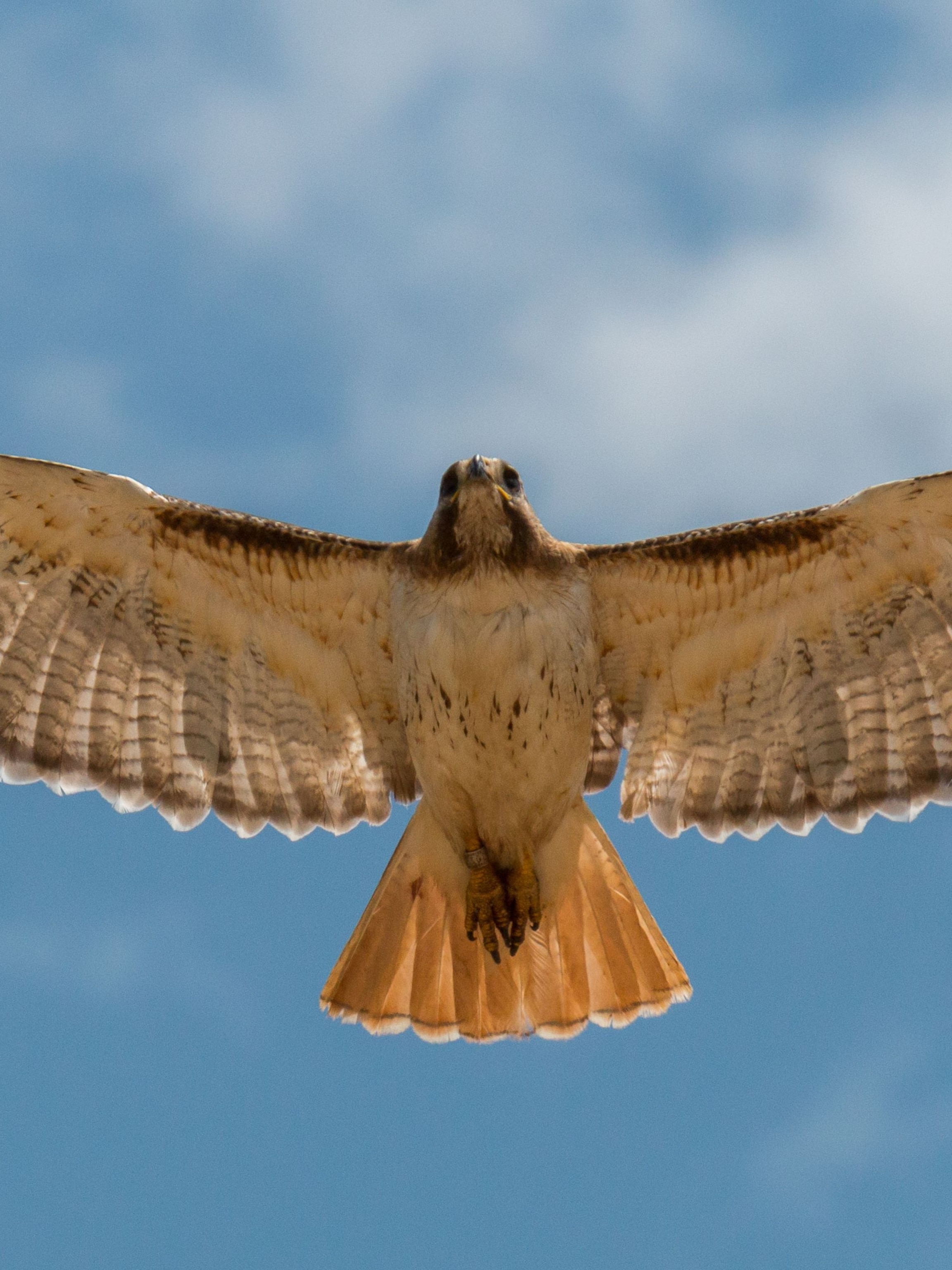 Flying Red Tail Hawk