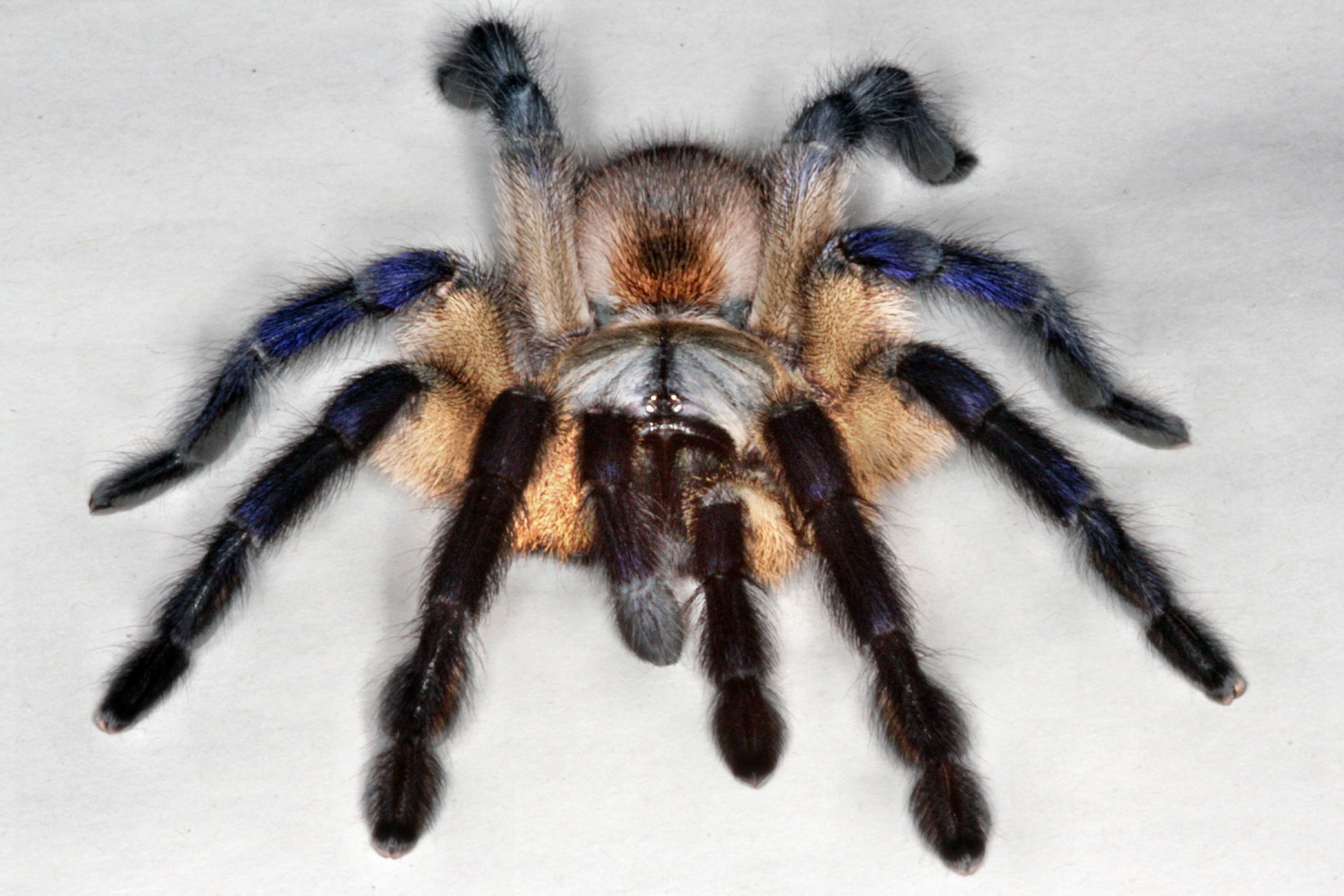 World's Prettiest Tarantula Takes Best in Show 2014