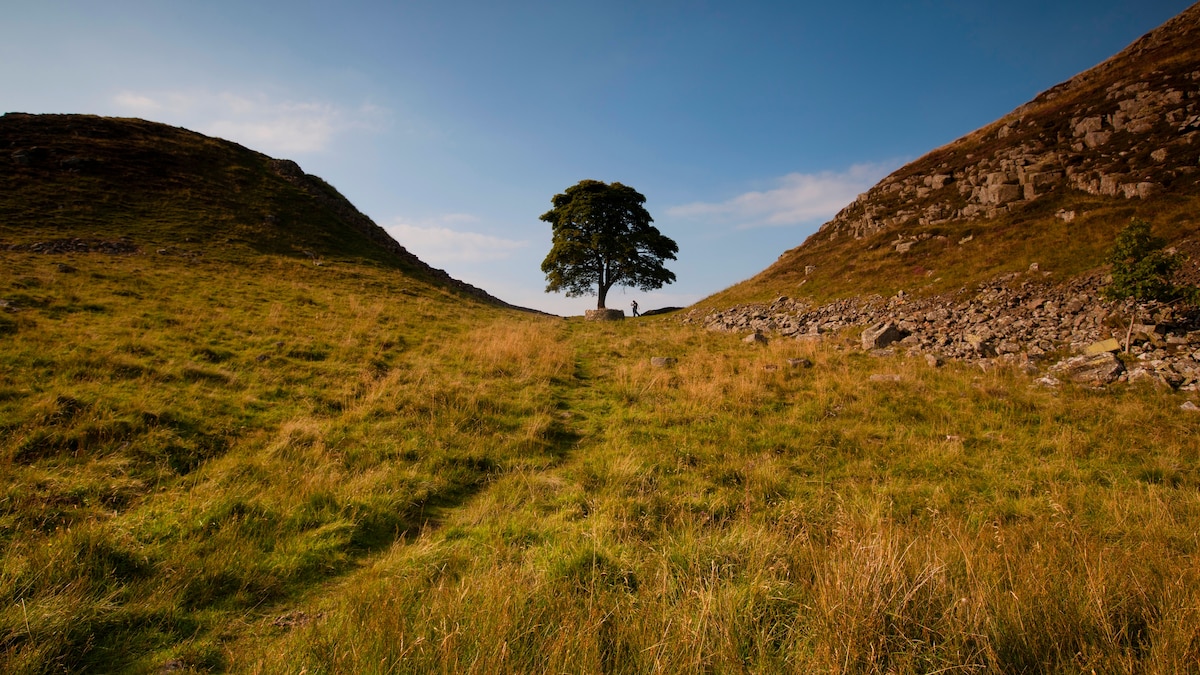 The destruction of the Sycamore Gap tree prompted outrage—and now ...