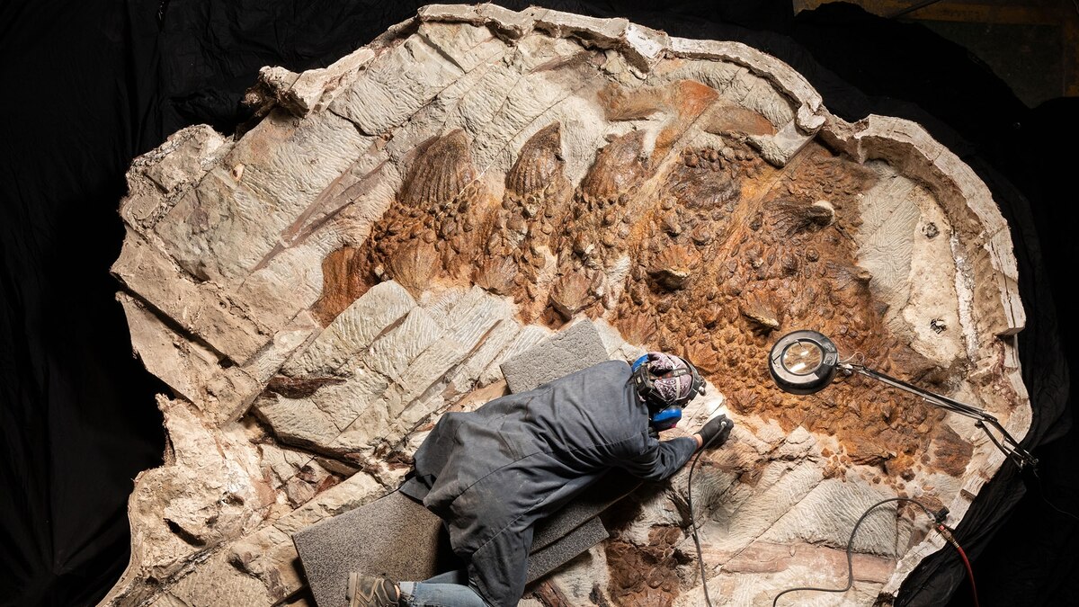 Meet Zuul, the new dinosaur known as the “destroyer of shins” | National Geographic