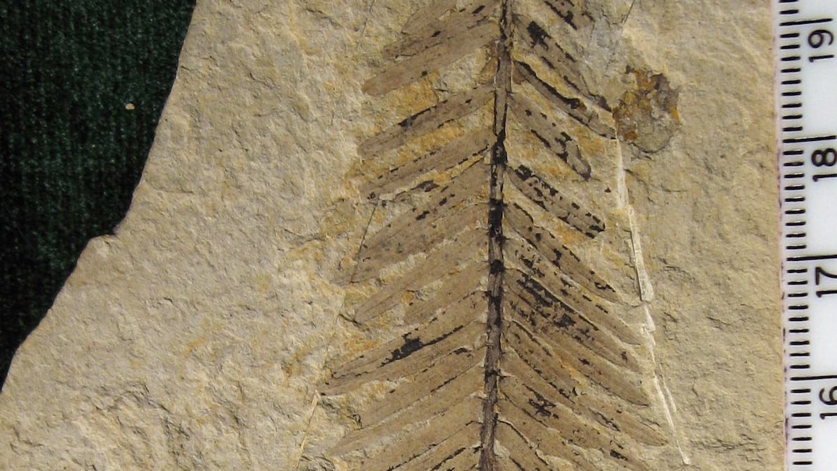 Sciencespeak: Lazarus taxon | National Geographic