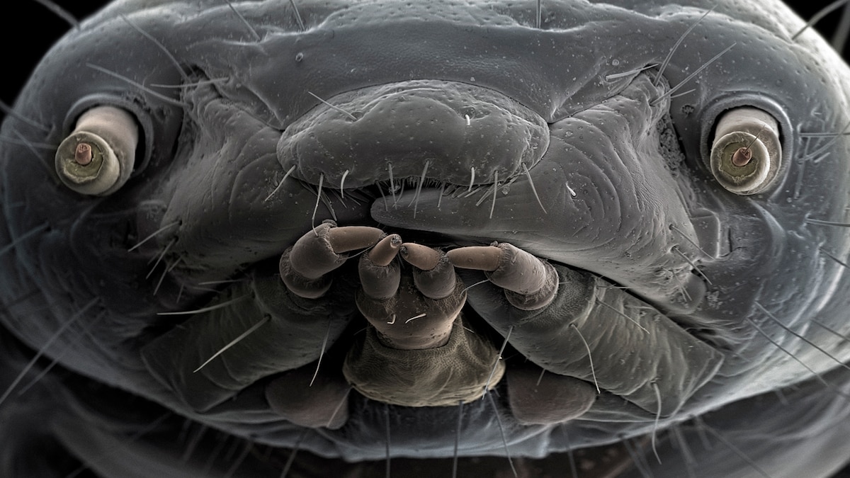 Hidden world of microscopic life revealed in extraordinary pictures ... Hidden world of microscopic life revealed in extraordinary pictures ...