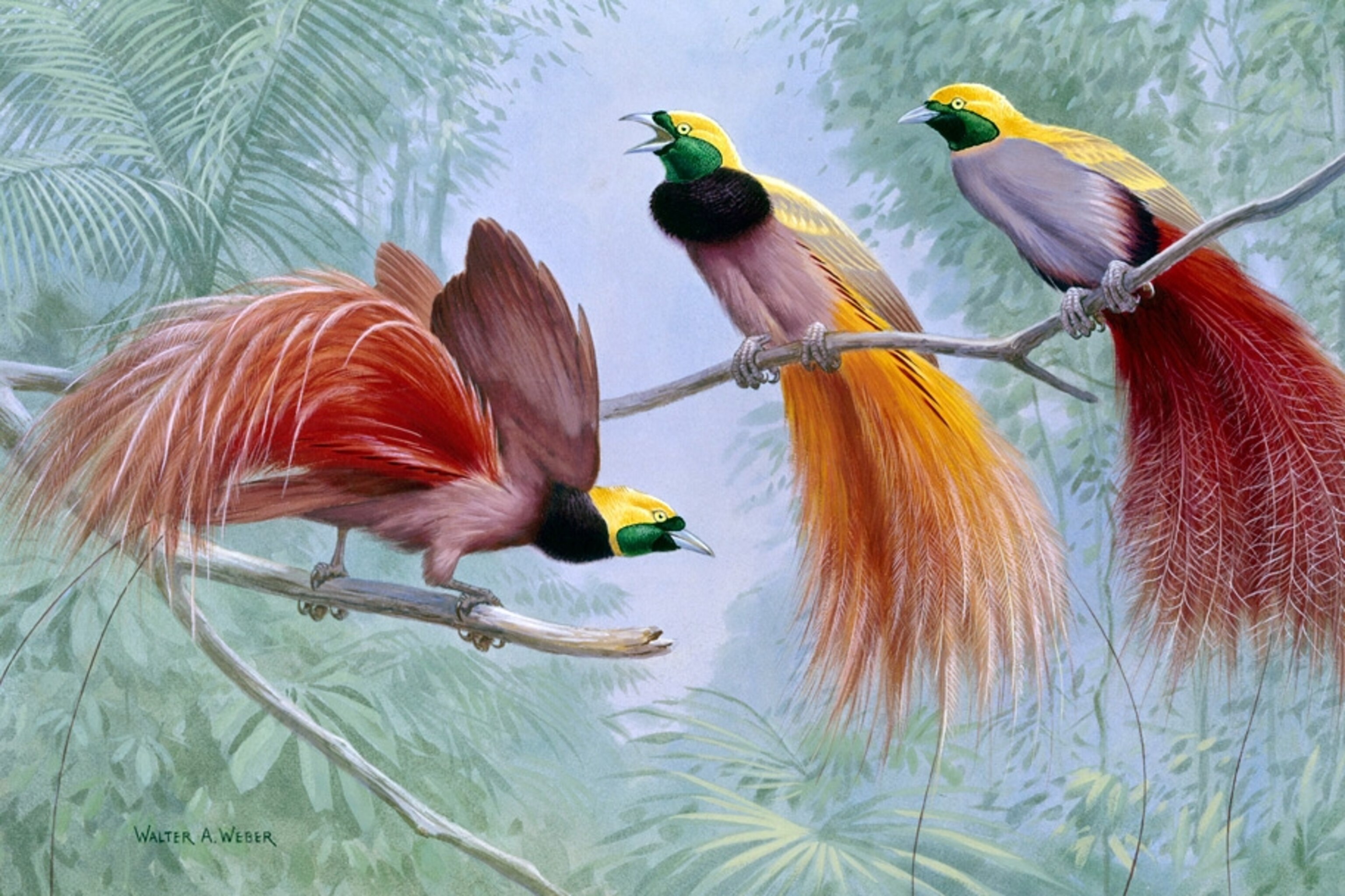 Bird Illustrations by Walter Weber -- National Geographic