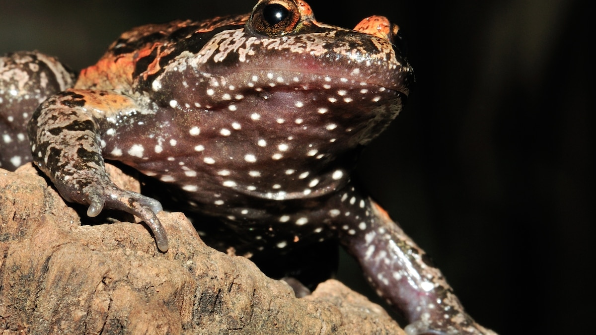 Frog Long Thought Extinct Is Rediscovered in Israel