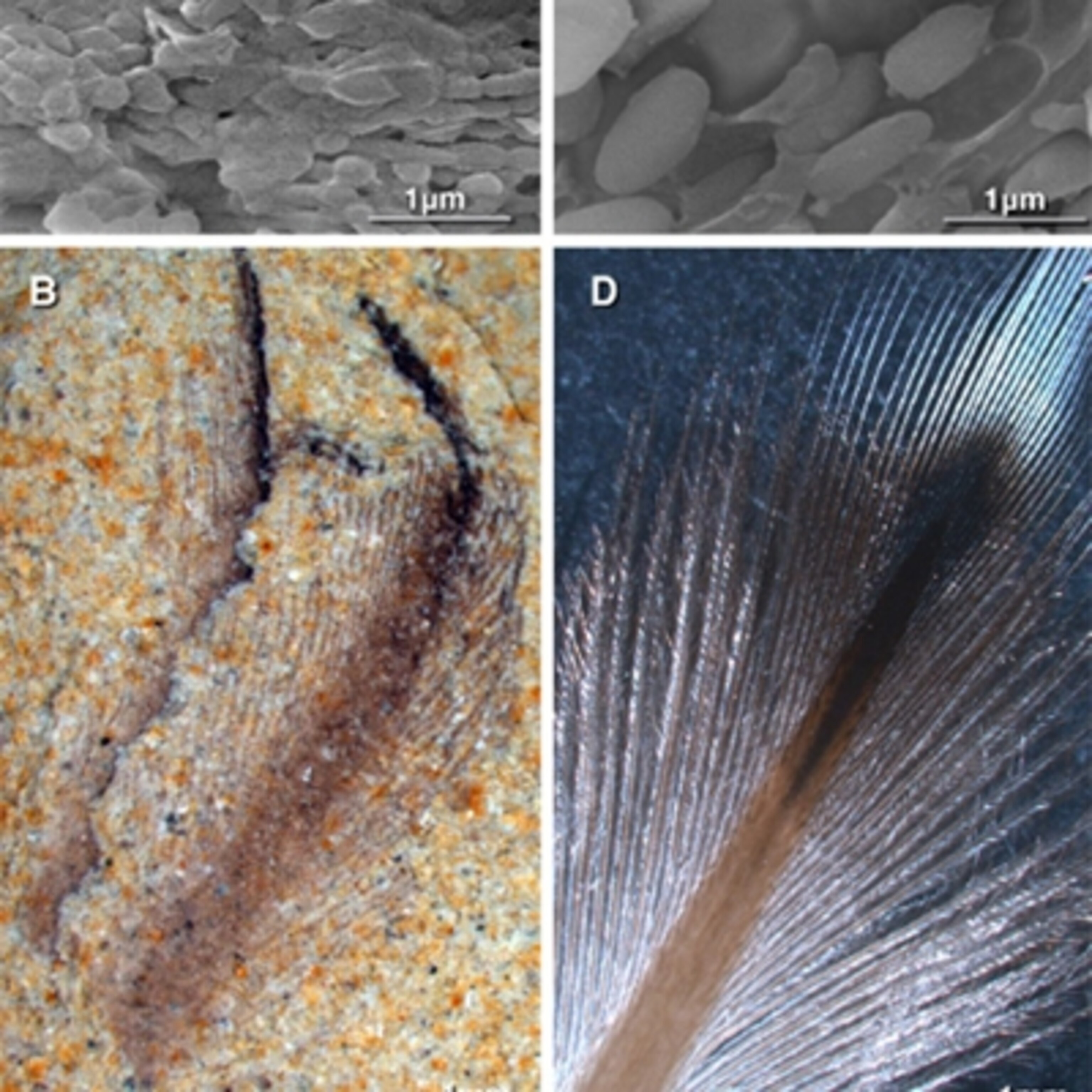 A fossil penguin gets its colours