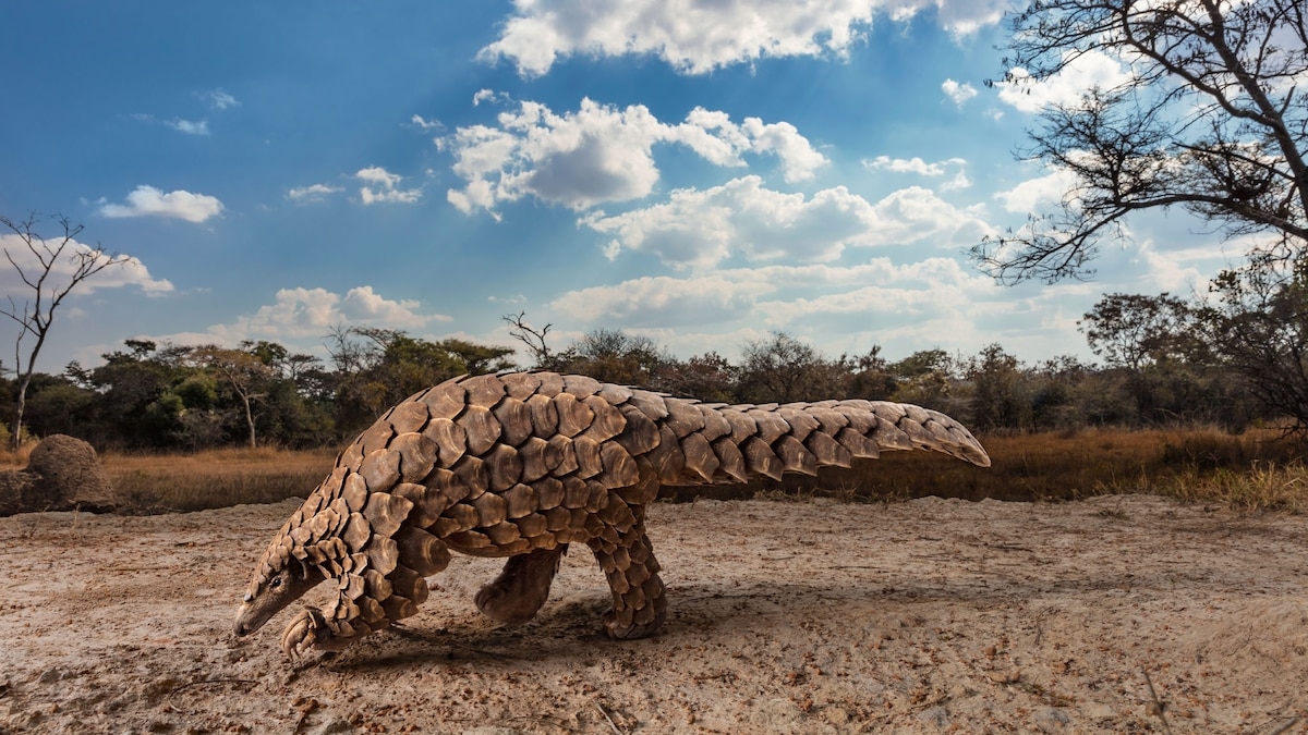 Poaching is pushing the shy, scaly pangolin to extinction | National ...