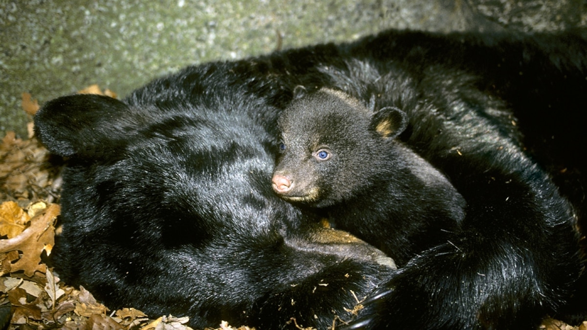 Hibernating Bears Keep Weirdly Warm | National Geographic