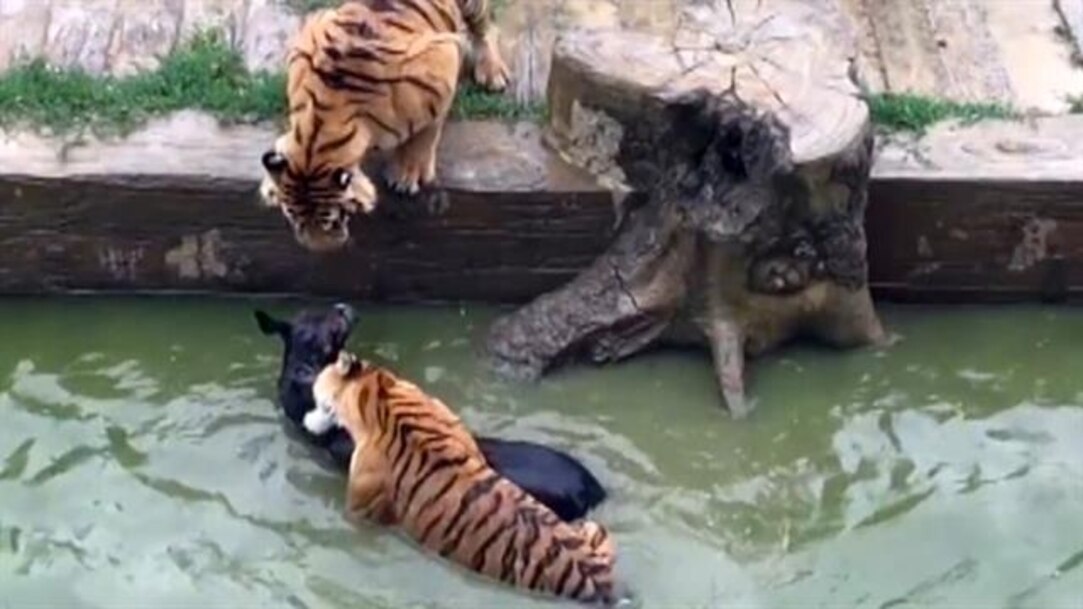 Tiger Eating Duck