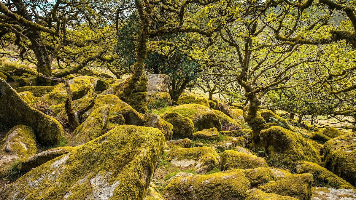 Four ways to discover the UK's ancient rainforest, from Cornwall to ...