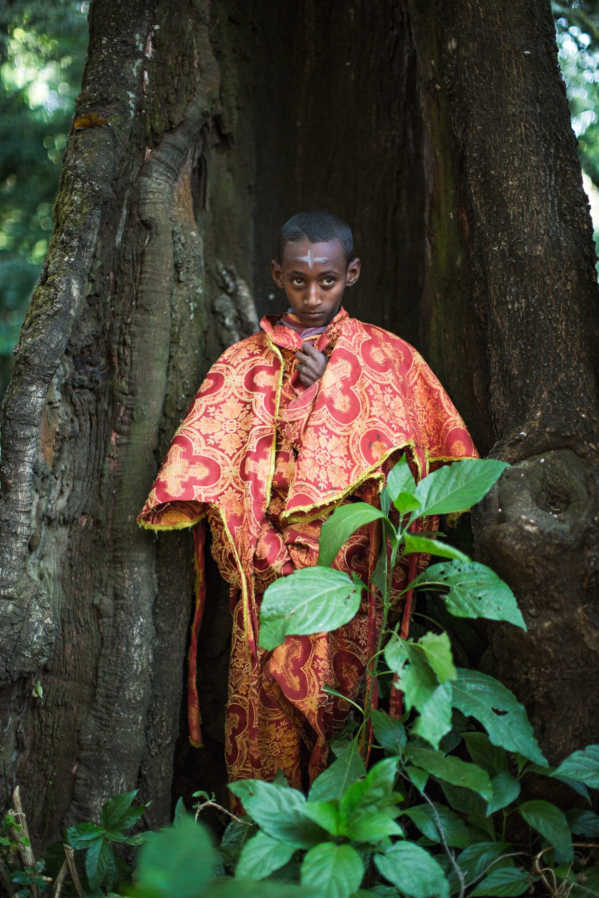 See the incredible “church forests” of Ethiopia