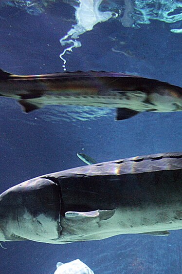 Chinese sturgeon, facts and photos