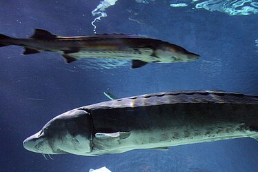 Chinese sturgeon, facts and photos