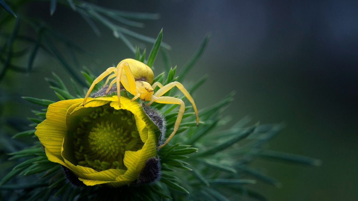 ‘Every day is survival’: See the extraordinary lives of ordinary bugs ...