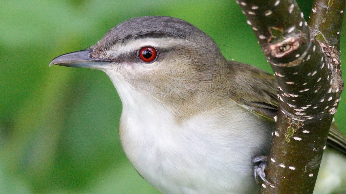 Red-Eyed Vireo | National Geographic | National Geographic