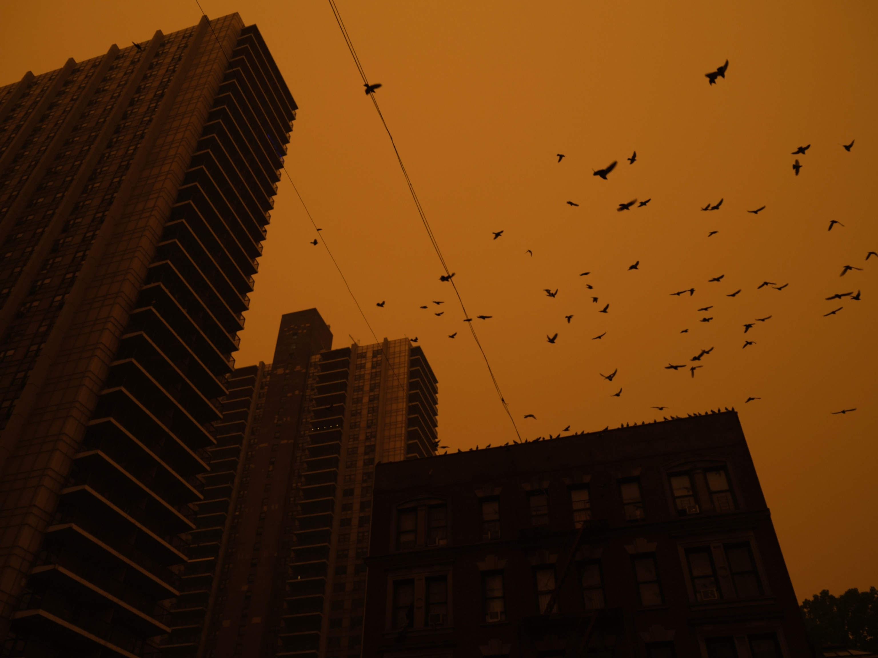 Wildfire smoke affects birds too. Here’s how you can help.