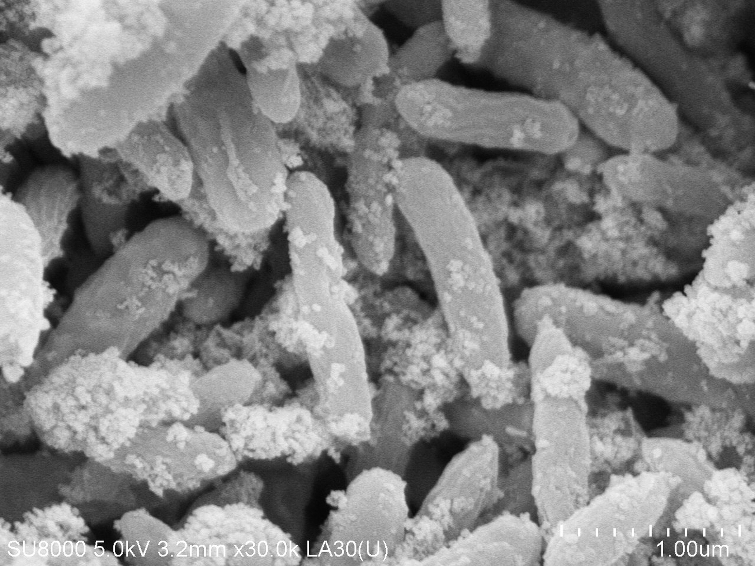Microbes Beam Electrons to Each Other Via Mineral "Wires"