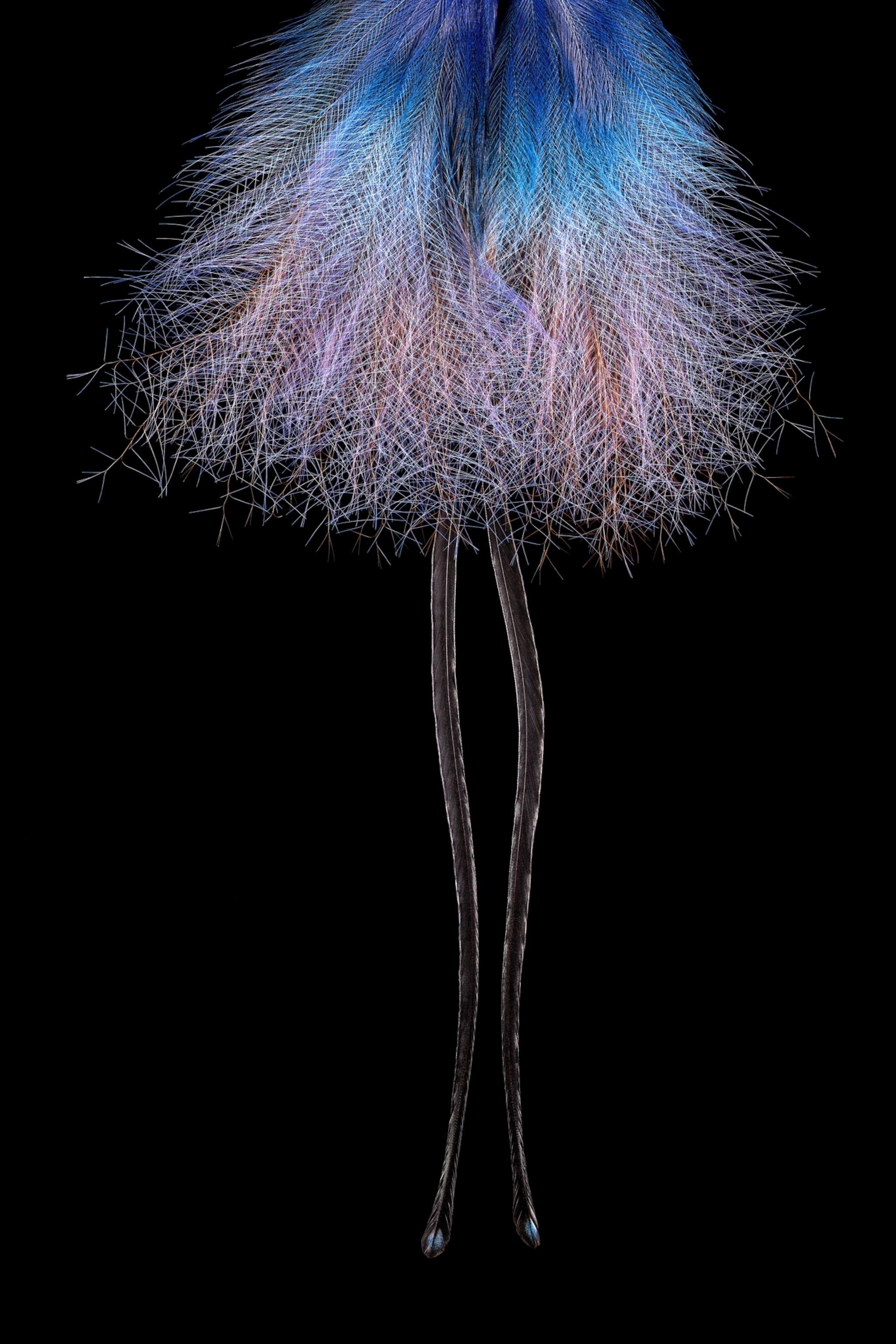 What these flashy feathers reveal about the secret lives of birds