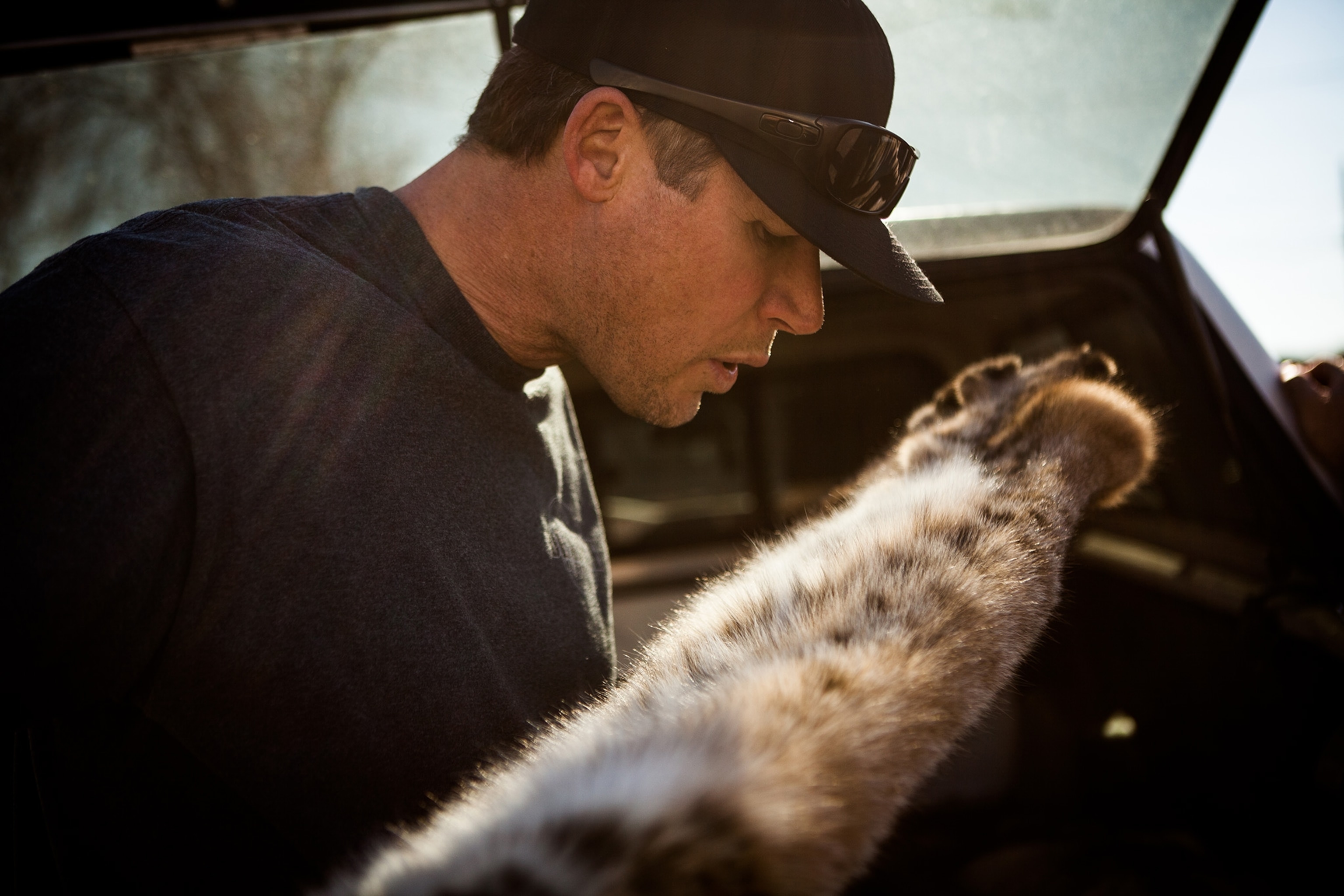 Trapping Bobcats for Fur in the U.S. is Going Strong—And It’s Grisly