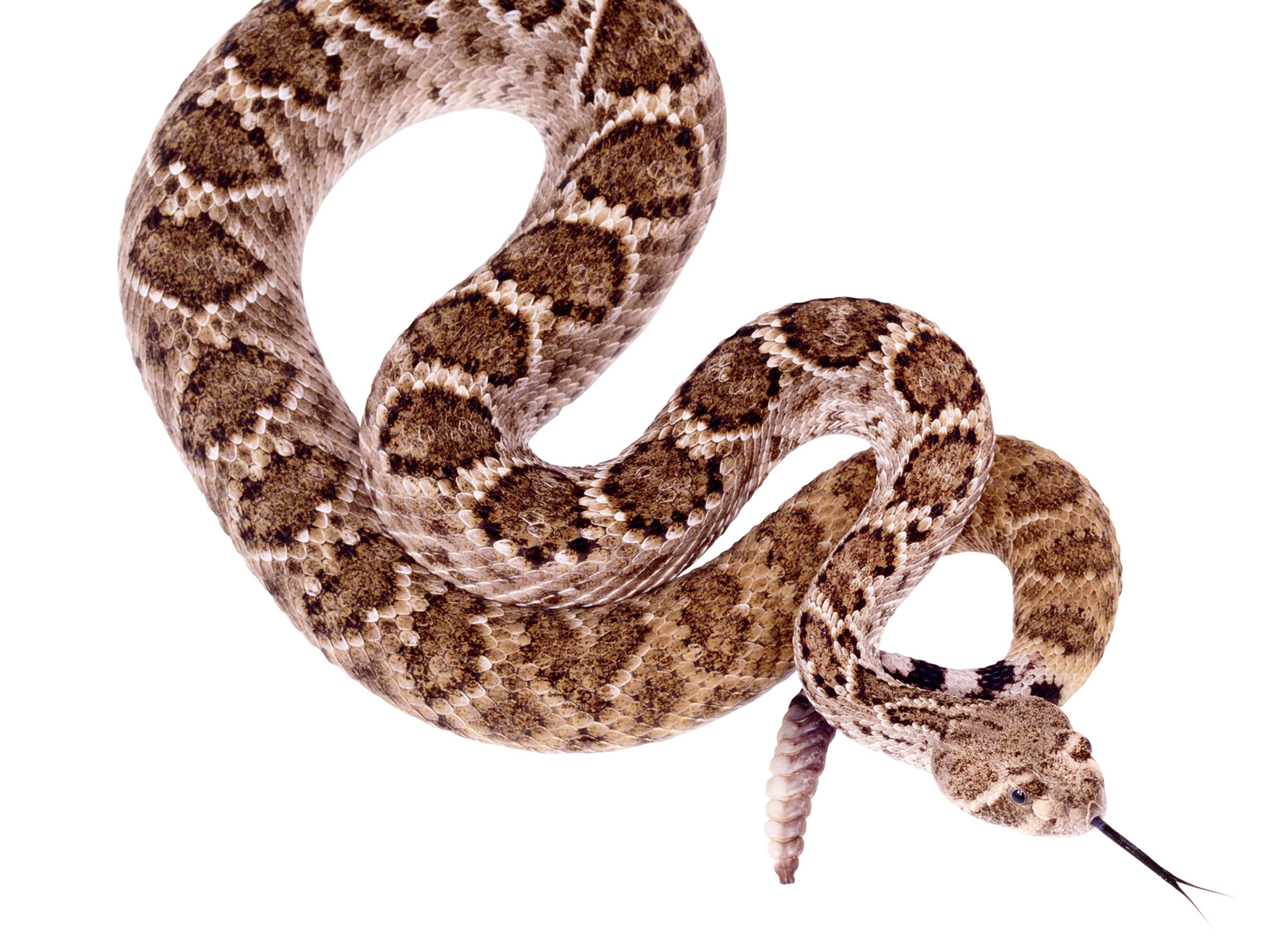 Surrounded by sounds—of music, science, animals, and more