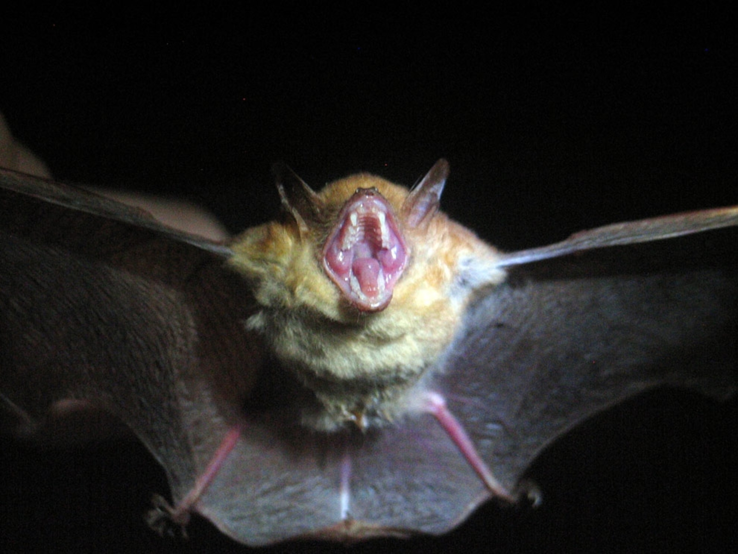 African Bat Pictures - National Geographic