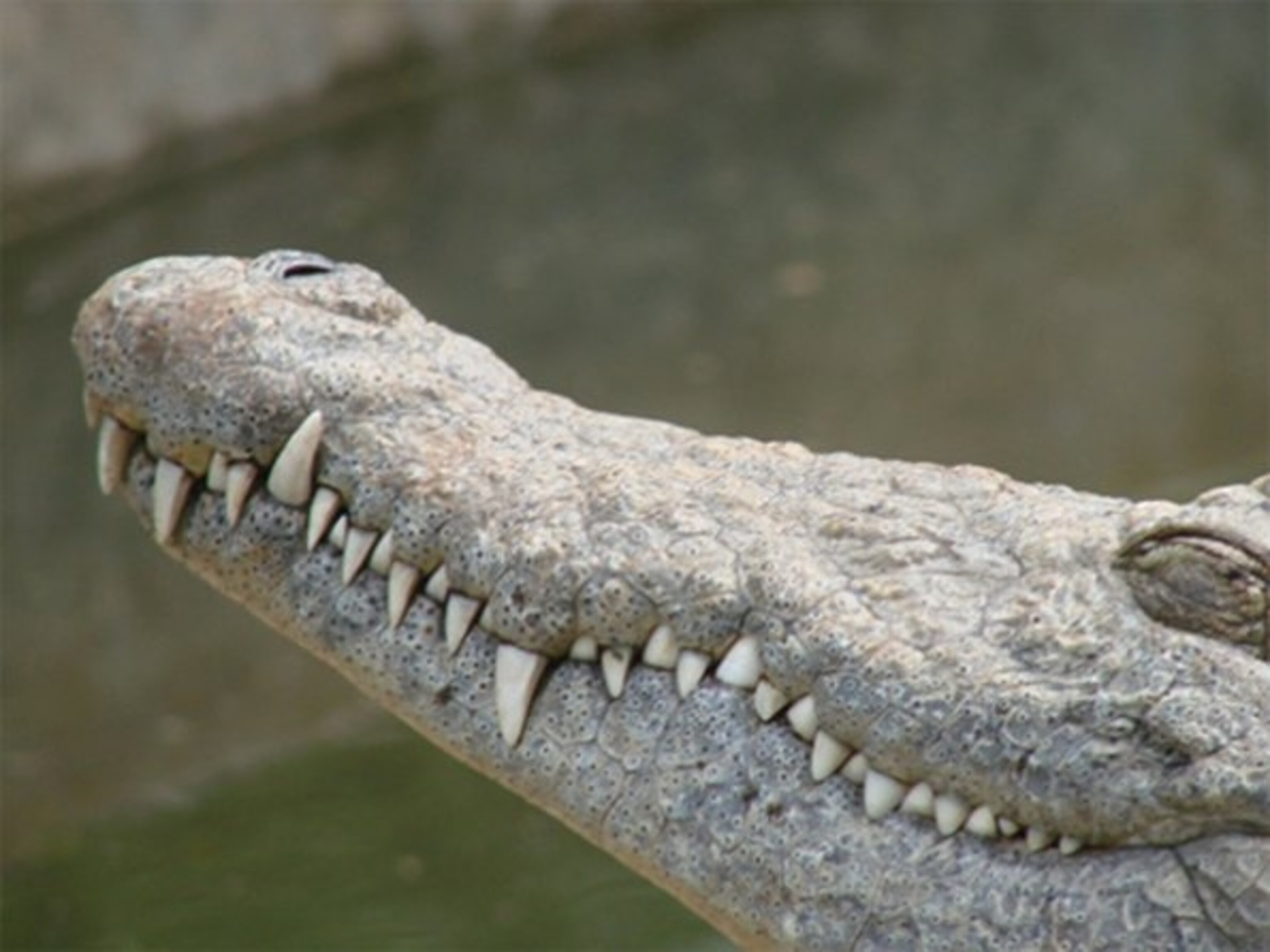 Pakasuchus – the crocodile that’s trying to be a mammal