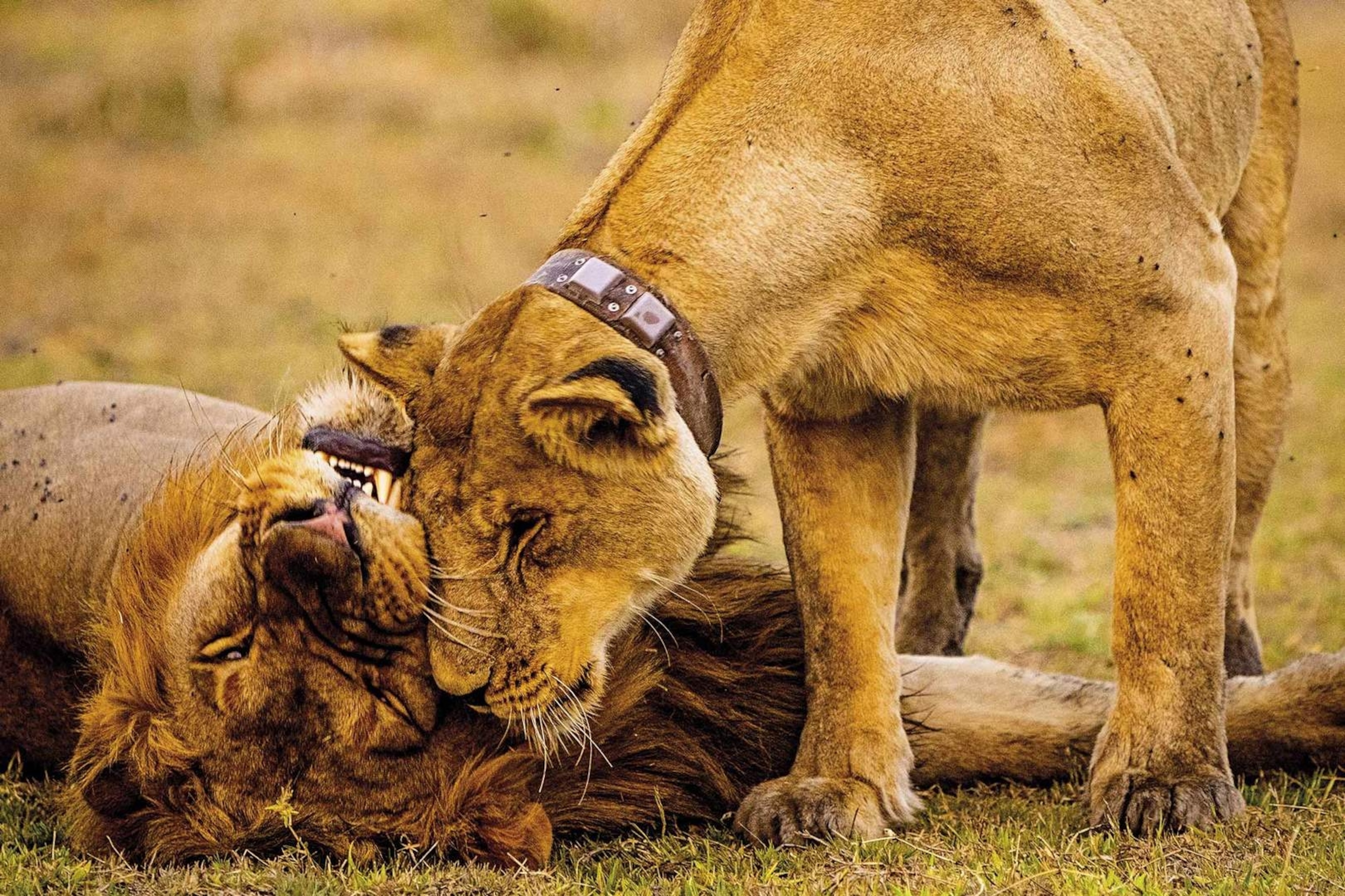 Saving Africa's endangered predators