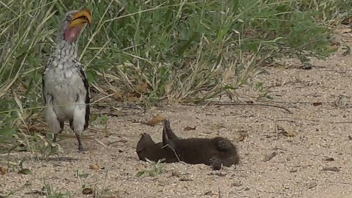 Is This South African Mongoose Playing Dead or Just Playing? | National ...