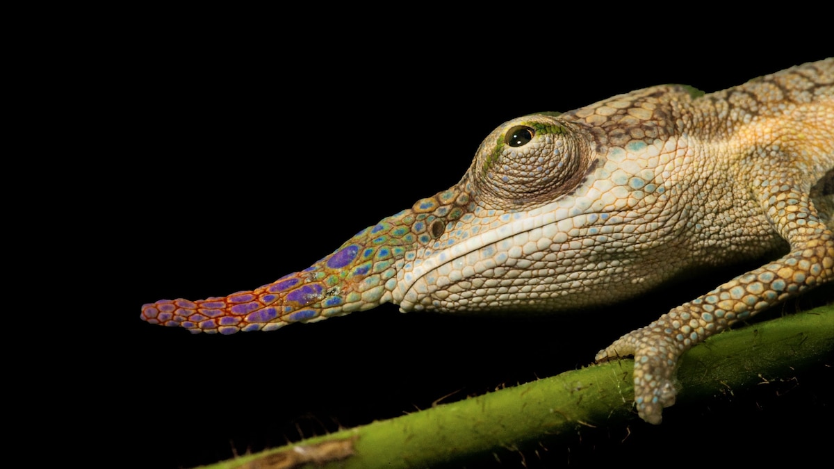They Kill. They Joust. They Heal. Reptiles in 10 Awesome Photos ...
