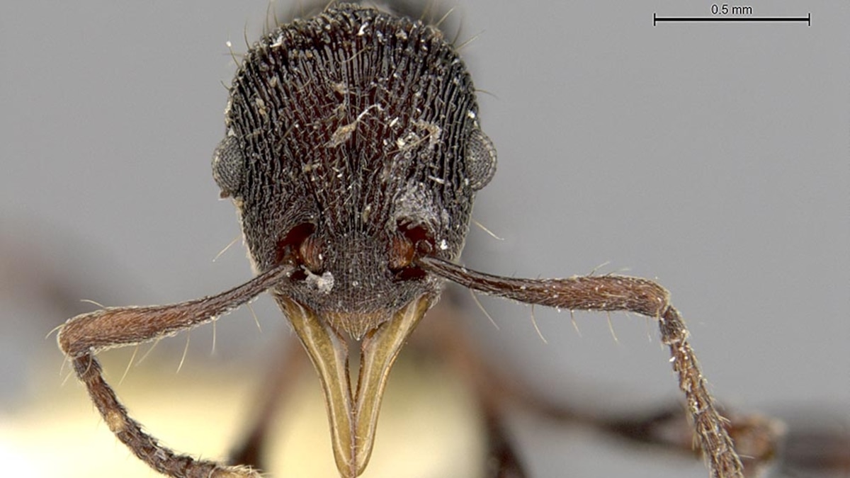 Devil Frog Vomits Up a New Ant Species | National Geographic