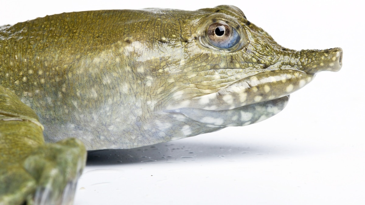 Turtles Urinate via Their Mouths—A First | National Geographic