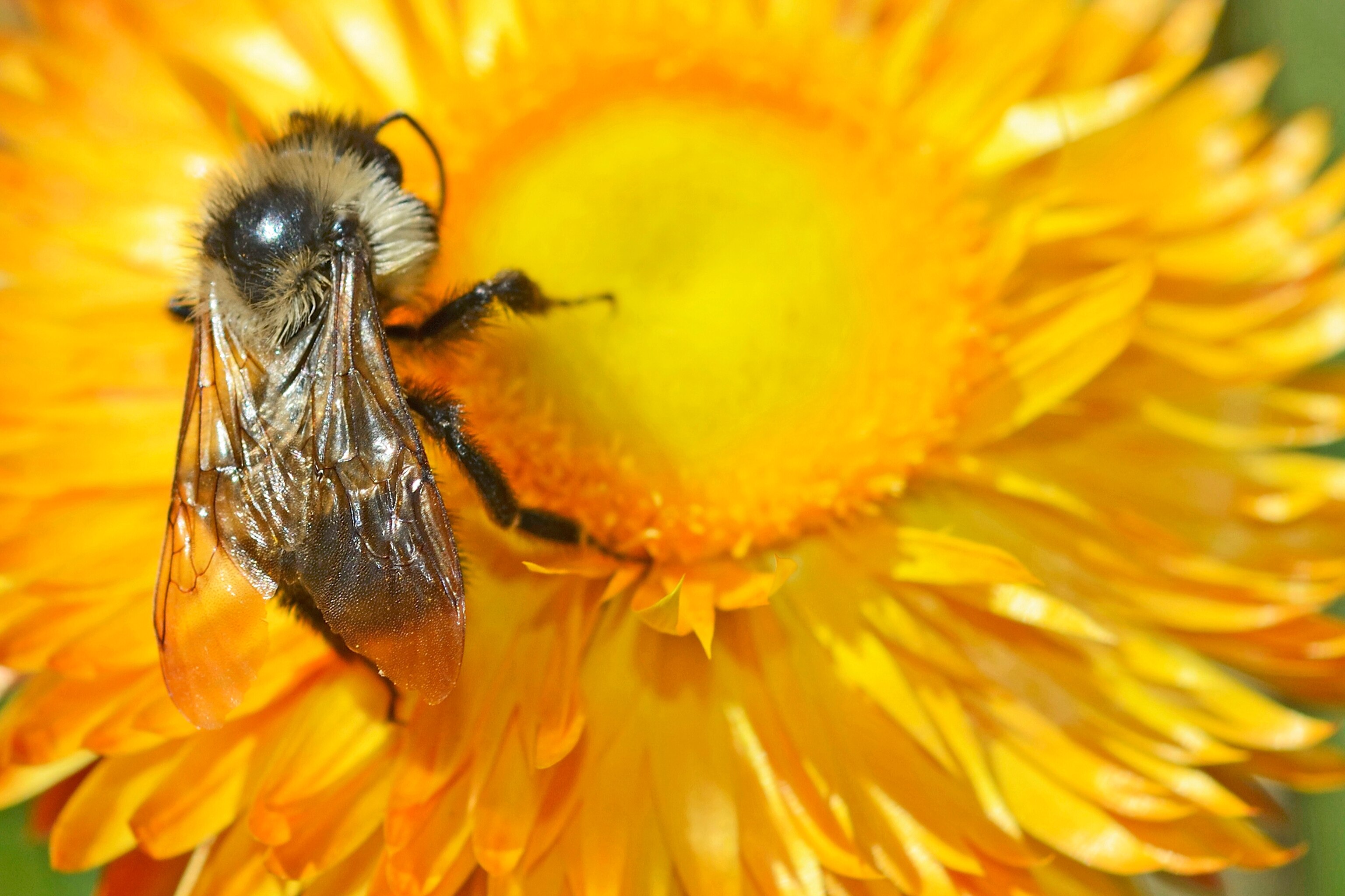 Are Highway Rest Stops Pollinators’ Last Hope?