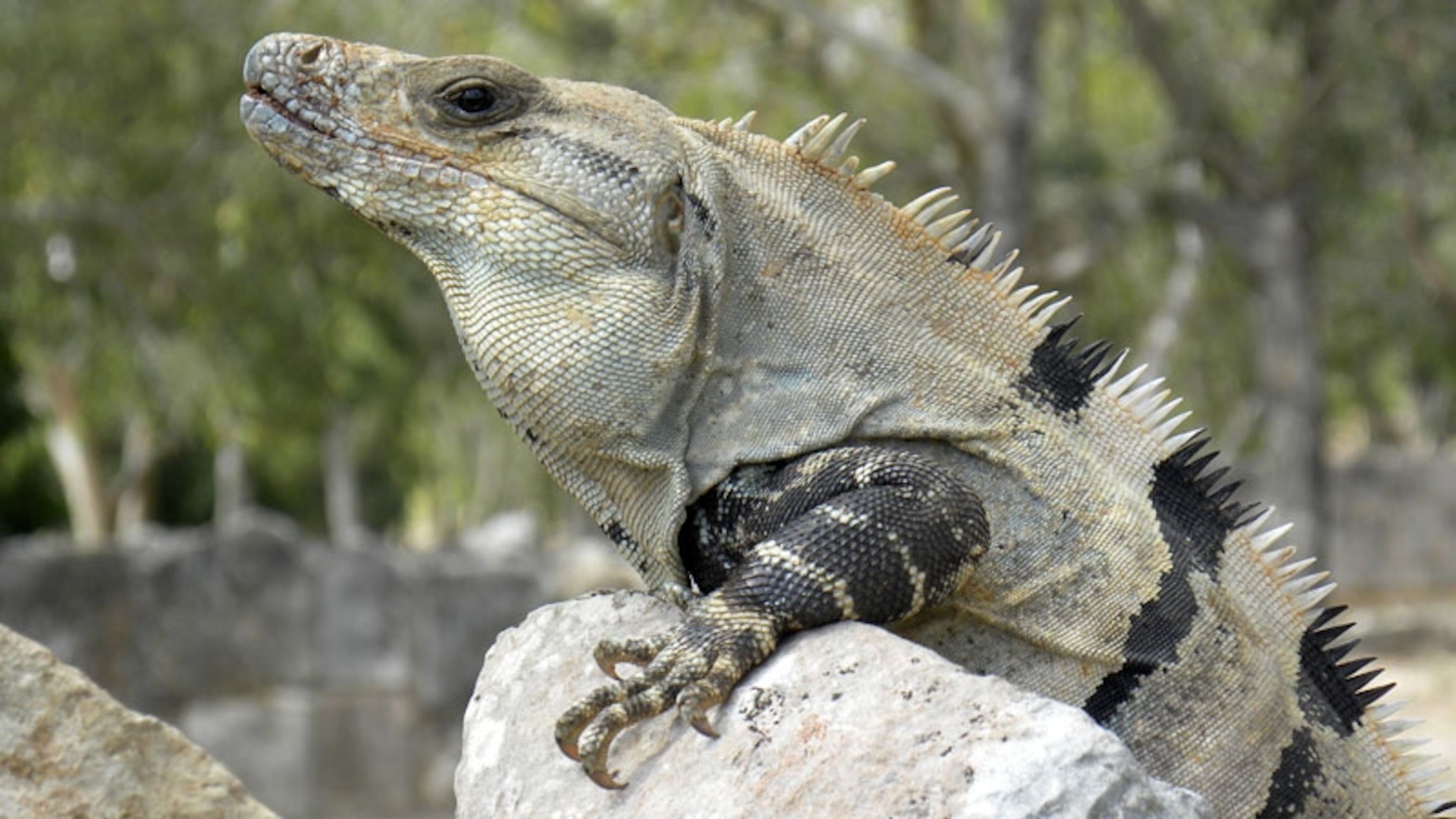 Mexico Photo Safari | National Geographic